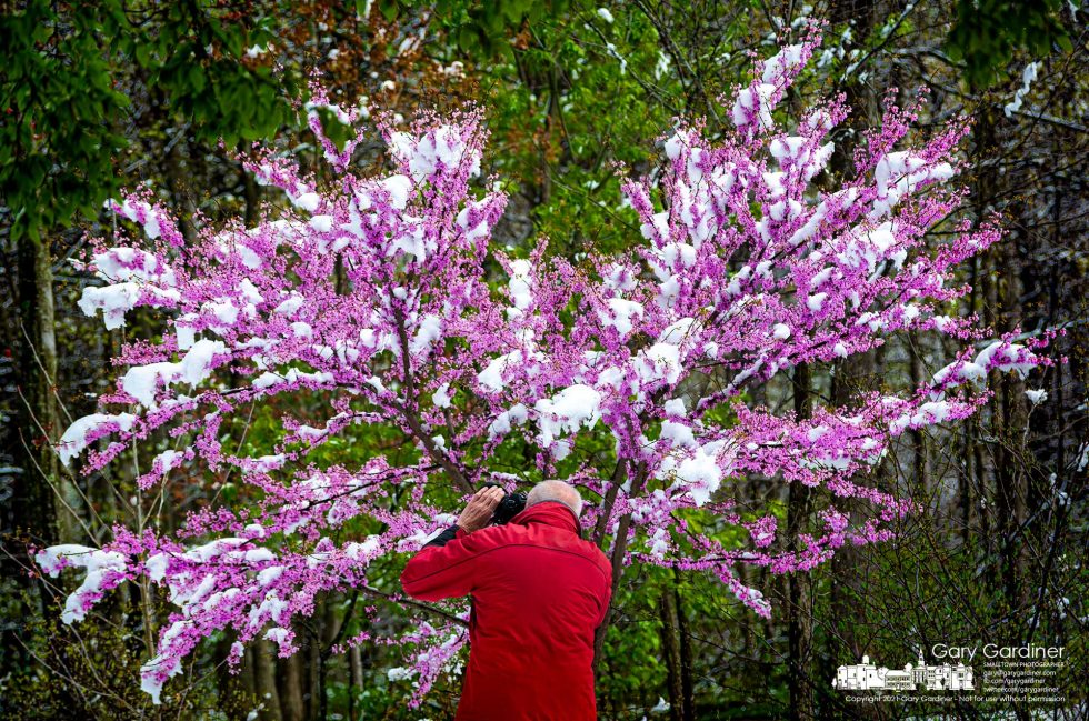 Spring Blossoms And Snow - My Final Photo